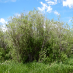 23 Types of Willow Trees (With Identification Pictures)