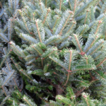 35 Types of Coniferous Trees (With Identification Pictures)