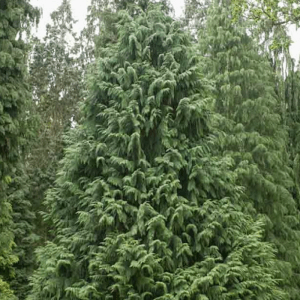 35 Types of Coniferous Trees (With Identification Pictures)