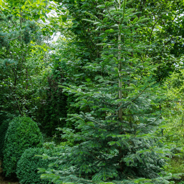 17 Different Types of Christmas Trees (With Pictures)