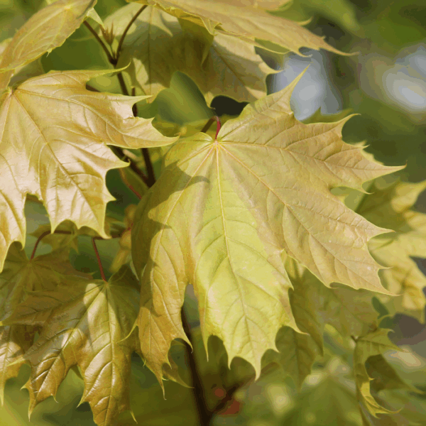 18 Different Types of Trees With Helicopter Seeds