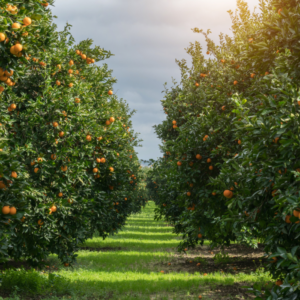 50 Different Types of Fruit Trees (With Pictures)
