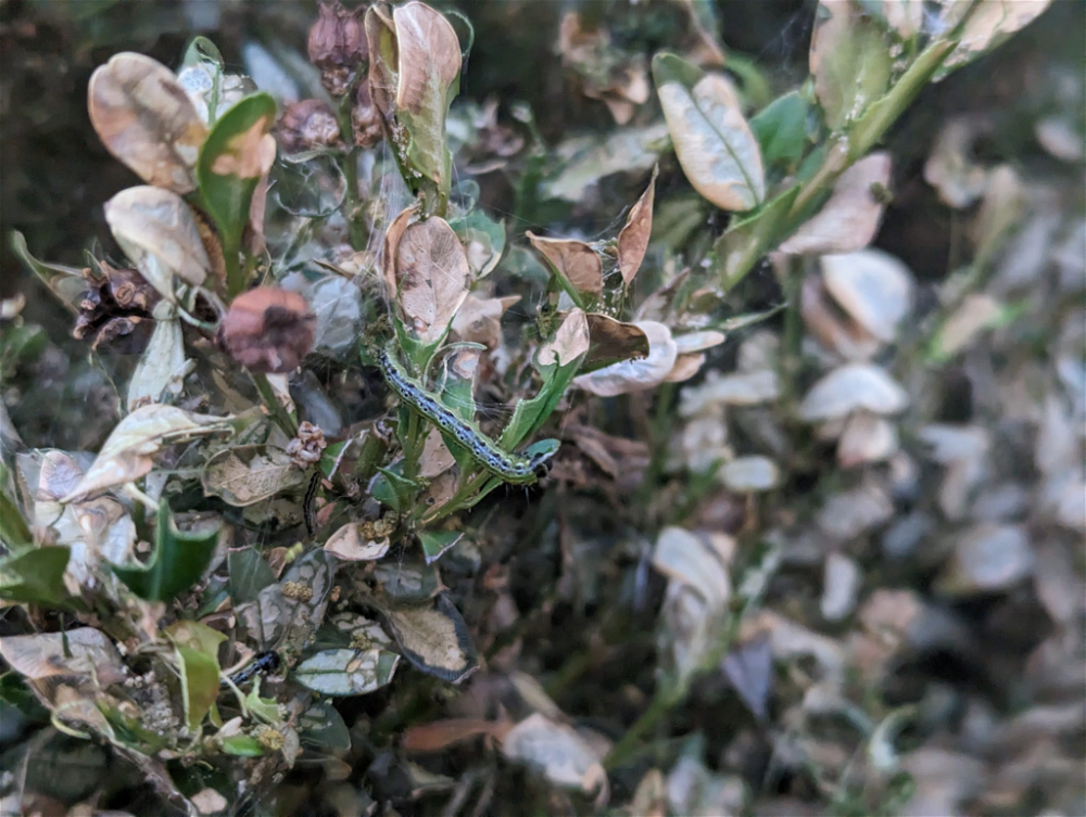 Box Caterpillar Treatment Guide (How to Identify & Get Rid)