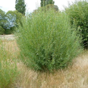 23 Types of Willow Trees (With Identification Pictures)