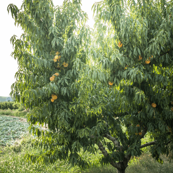 50 Different Types of Fruit Trees (With Pictures)