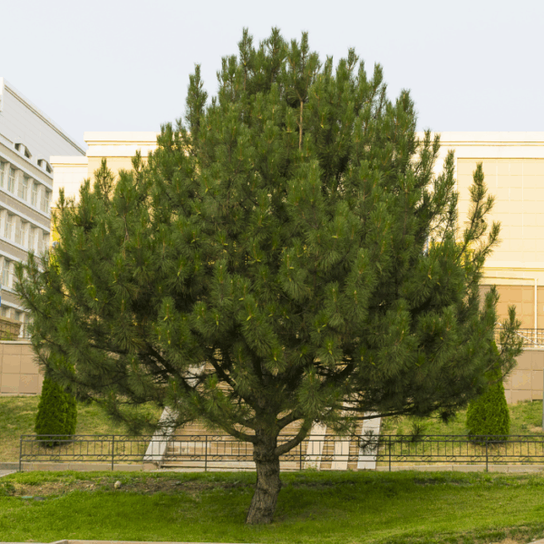 35 Types of Coniferous Trees (With Identification Pictures)