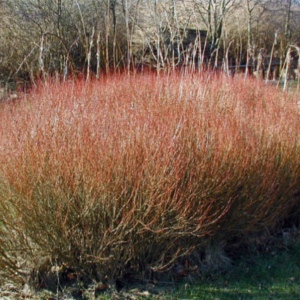 23 Types of Willow Trees (With Identification Pictures)