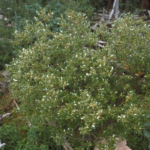 23 Types of Willow Trees (With Identification Pictures)