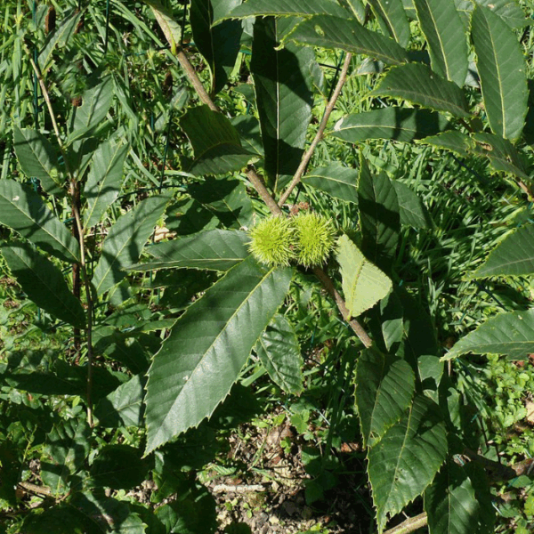 11 Different Types of Chestnut Trees (With Pictures)