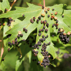 18 Different Types of Trees With Helicopter Seeds