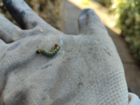 Box Caterpillar Treatment Guide (How to Identify & Get Rid)