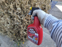 Box Caterpillar Treatment Guide (How to Identify & Get Rid)