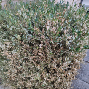 Box Caterpillar Treatment Guide (How to Identify & Get Rid)