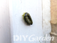 Box Caterpillar Treatment Guide (How to Identify & Get Rid)