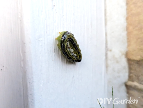 Box Caterpillar Treatment Guide (How to Identify & Get Rid)