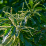 11 Different Types of Chestnut Trees (With Pictures)