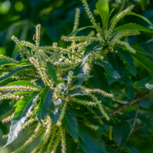 11 Different Types of Chestnut Trees (With Pictures)