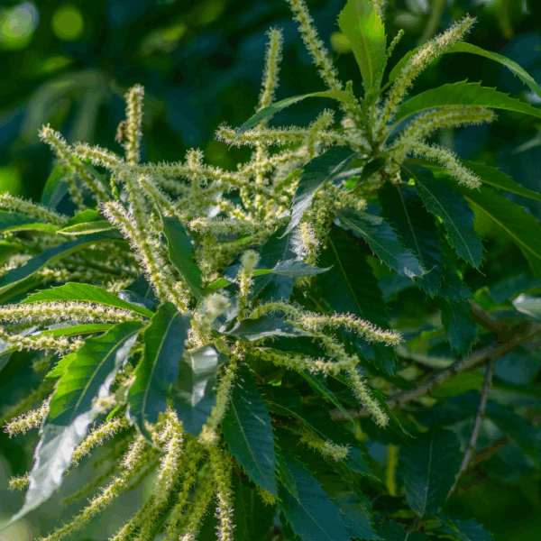 11 Different Types of Chestnut Trees (With Pictures)