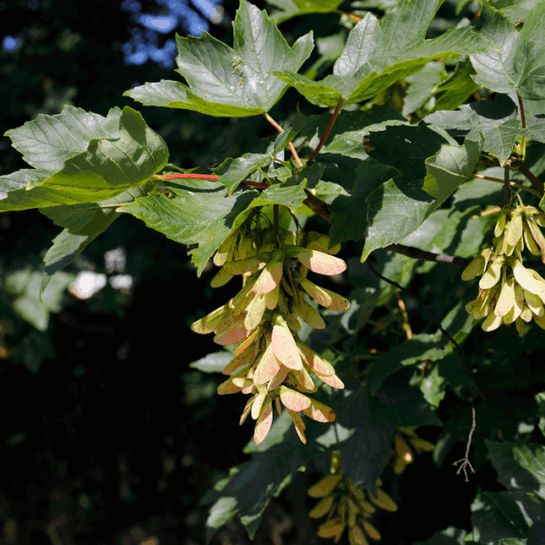 18 Different Types of Trees With Helicopter Seeds