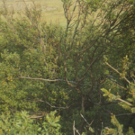 23 Types of Willow Trees (With Identification Pictures)