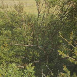 23 Types of Willow Trees (With Identification Pictures)