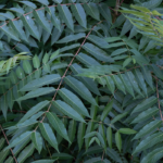 18 Different Types of Trees With Helicopter Seeds