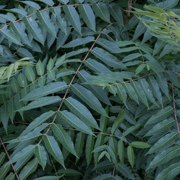 18 Different Types of Trees With Helicopter Seeds