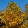 18 Different Types of Trees With Helicopter Seeds