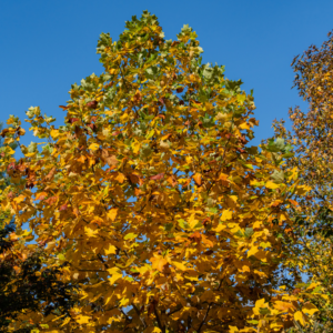 18 Different Types of Trees With Helicopter Seeds