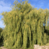 23 Types of Willow Trees (With Identification Pictures)