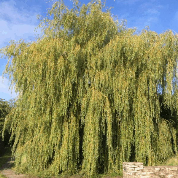 23 Types of Willow Trees (With Identification Pictures)