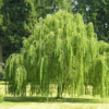 23 Types of Willow Trees (With Identification Pictures)