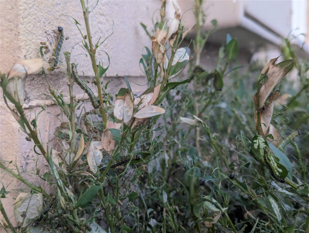 Box Caterpillar Treatment Guide (How to Identify & Get Rid)