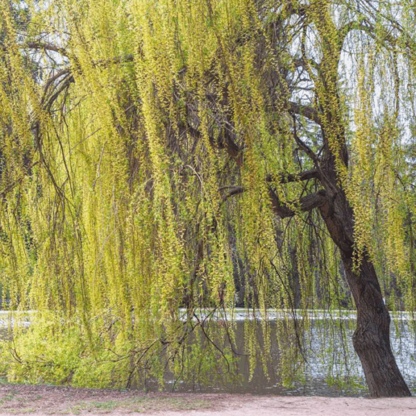 23 Types of Willow Trees (With Identification Pictures)