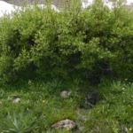 23 Types of Willow Trees (With Identification Pictures)