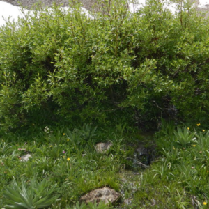 23 Types of Willow Trees (With Identification Pictures)