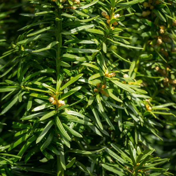 35 Types of Coniferous Trees (With Identification Pictures)