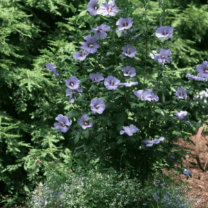 15 Blue Flowering Trees (With Identification Pictures)