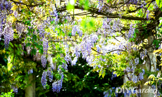 15 Blue Flowering Trees (With Identification Pictures)