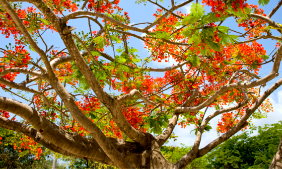 25 Red Flowering Trees (With Identification Pictures!)