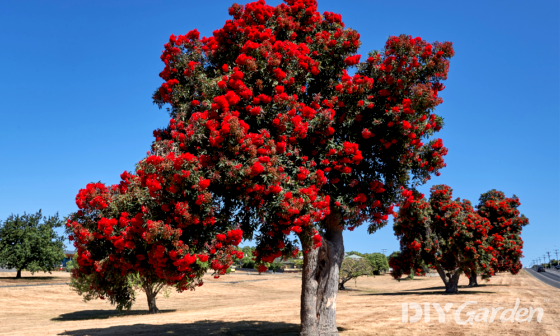 25 Red Flowering Trees (With Identification Pictures!)