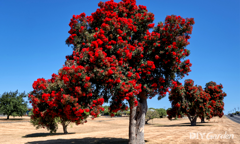 25 Red Flowering Trees (With Identification Pictures!)
