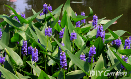 25 Weeds With Purple Flowers (Identification Guide)