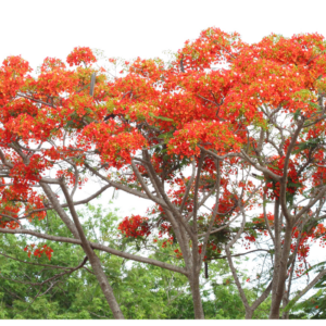 17 Outstanding Orange Flowering Trees (With Pictures!)