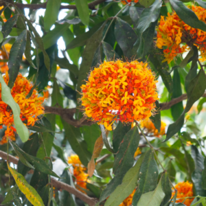 17 Outstanding Orange Flowering Trees (With Pictures!)