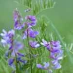 25 Weeds With Purple Flowers (Identification Guide)