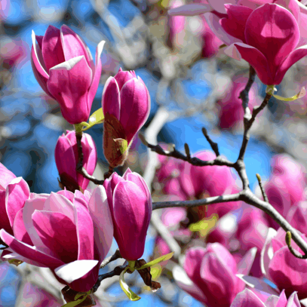 15 Blue Flowering Trees (With Identification Pictures)