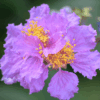 15 Blue Flowering Trees (With Identification Pictures)