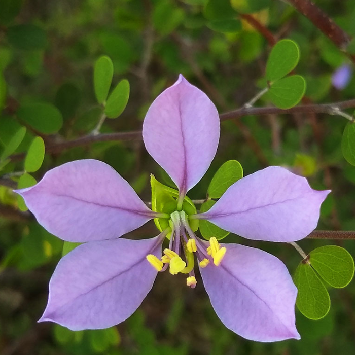 15 Blue Flowering Trees (With Identification Pictures)