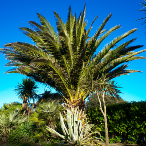 75 Different Types of Palm Trees (With Pictures and Names)